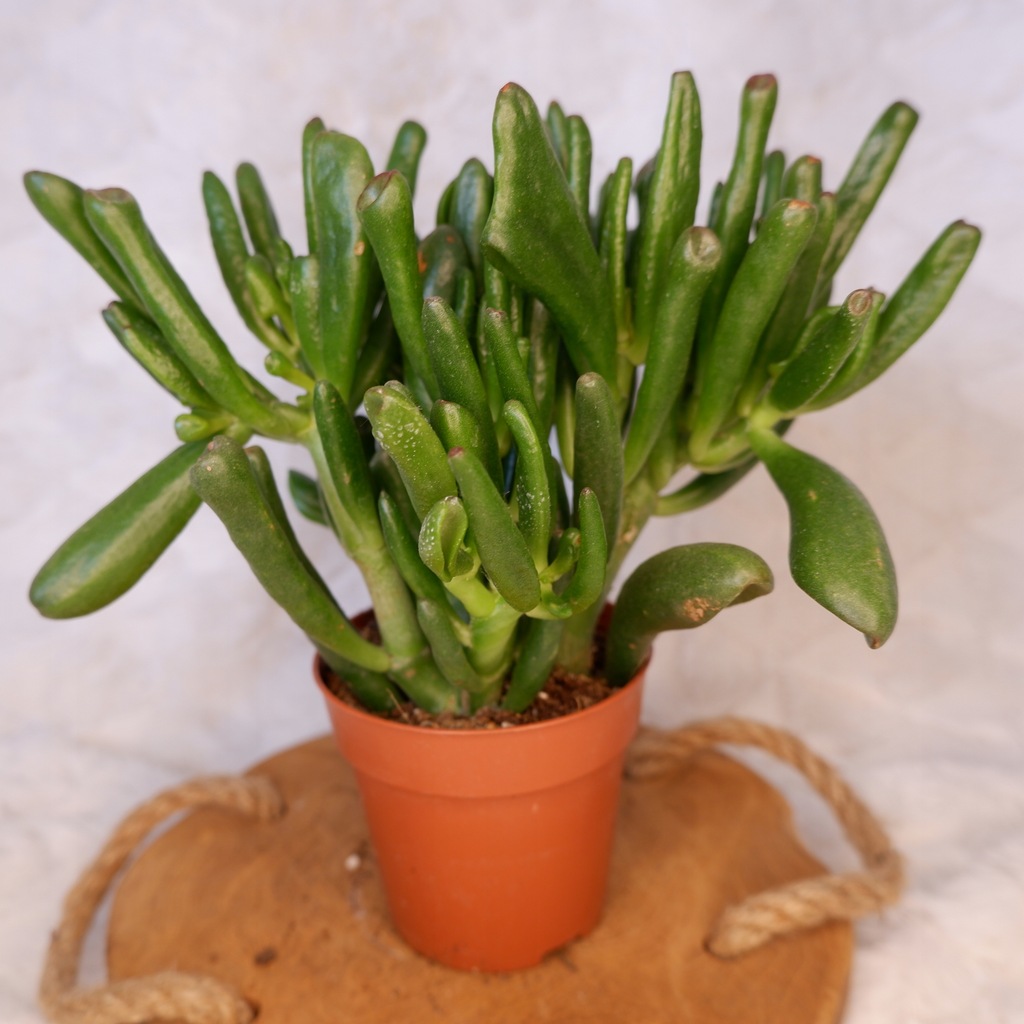 GRUBOSZ USZY SHREKA CRASSULA OVATA HOBBIT d.8,5cm - 14630139381 ...