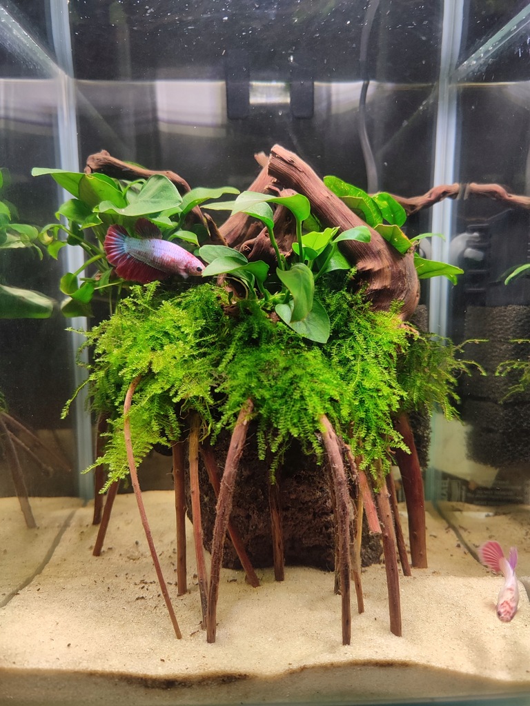 Aranżacja NR19 + zestaw Aquael SHRIMP SET 10 czarn - 13368905090 ...