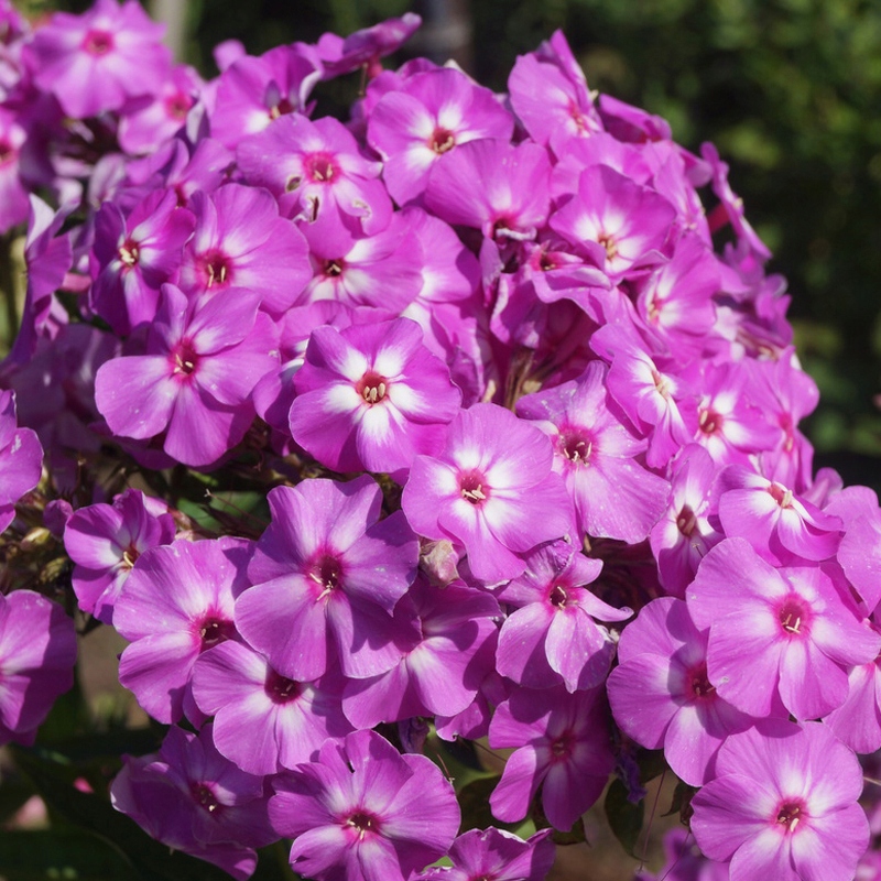 FLOKS WIECHOWATY C RÓŻOWY sadzonka PHLOX PURPLE - 15063631528 ...