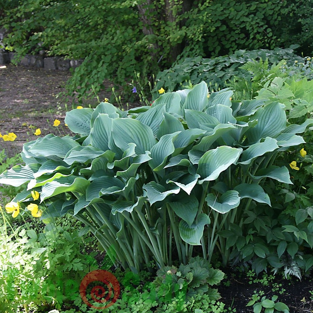 Funkia Hosta KROSSA REGAL wysoka DOSTOJNA - 12636309928 - oficjalne ...