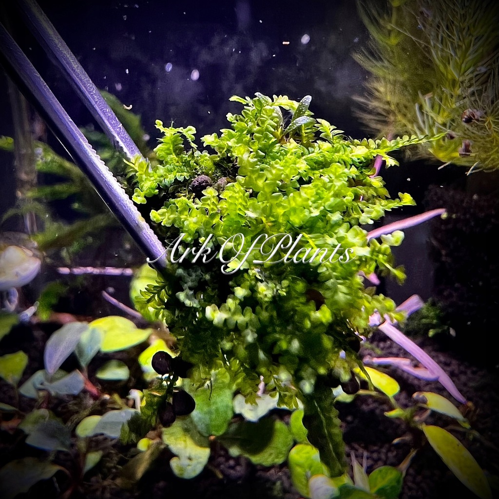 Bucephalandra Moss Mech Mega Unikat - 12363391267 - oficjalne archiwum ...