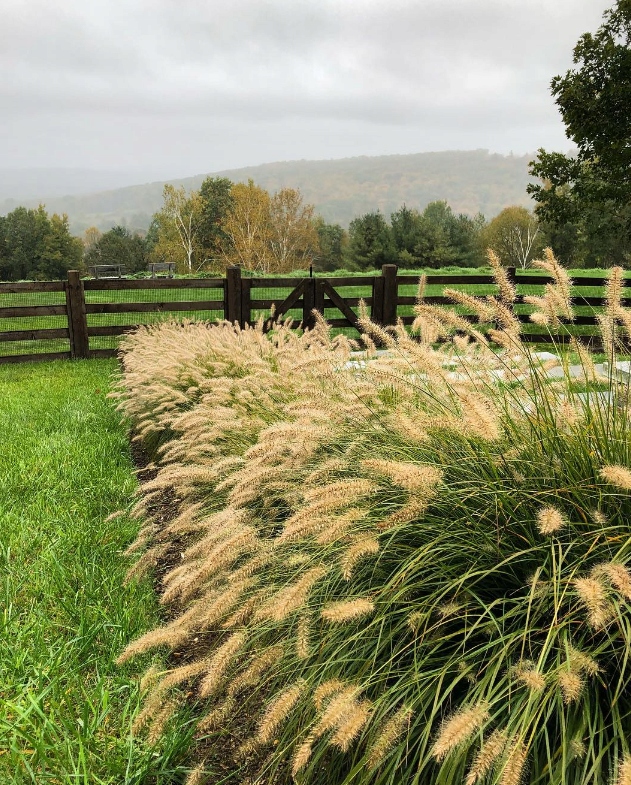 Rozplenica Japońska Hameln WIELOLETNI MROZOODPORNY KLASYK Duże Sadzonki 2L - 16666497432 ...
