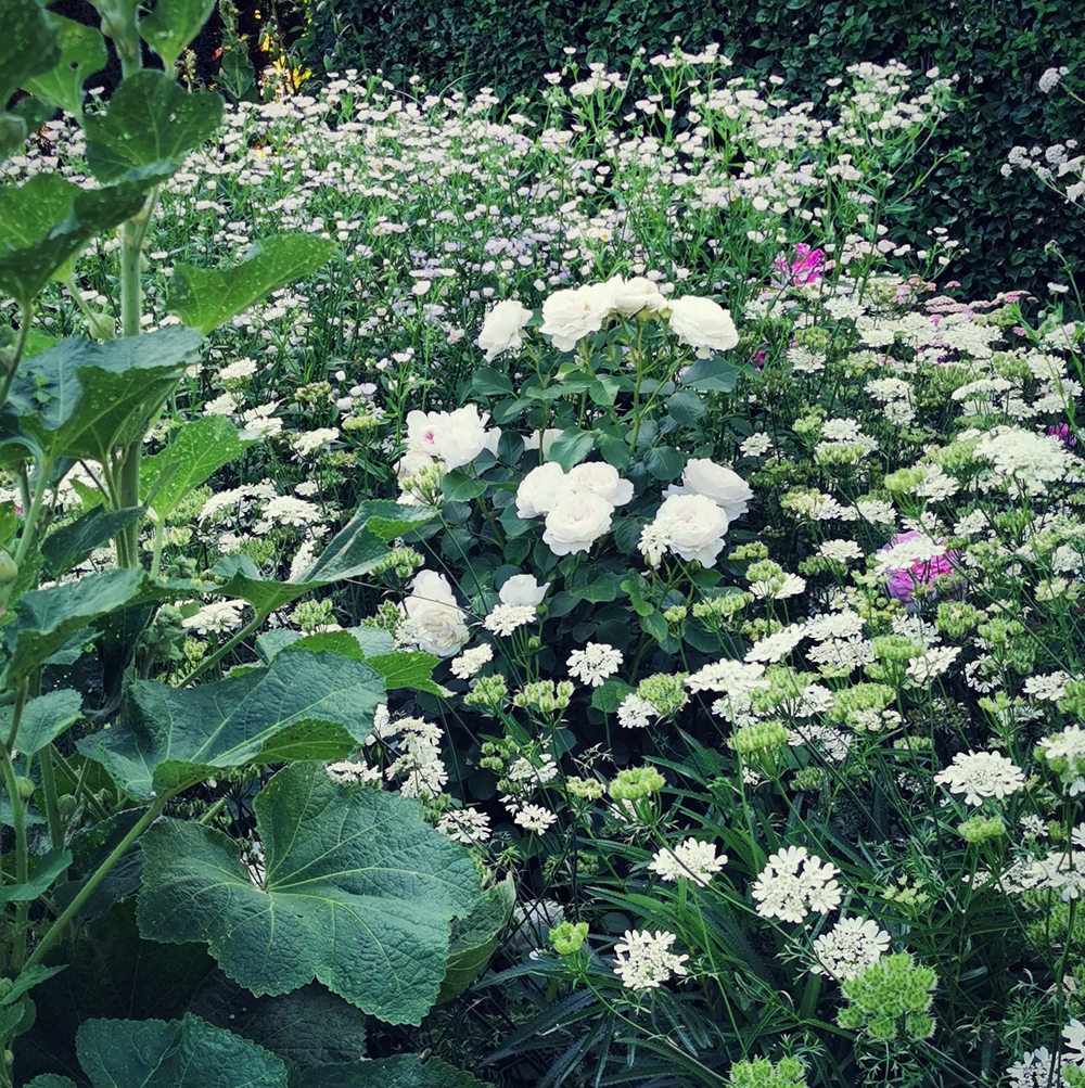 Orlaja Wielkokwiatowa - Orlaya Grandiflora NASIONA - 11101076324 ...