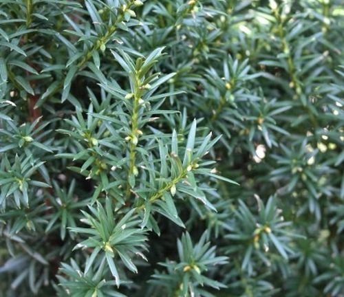 CIS HICKSI - KOLUMNOWY POKRÓJ -SZYBKO ROŚNIE - 11921958621 - oficjalne ...