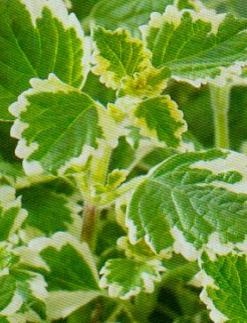 Plektrantus (Komarzyca) duża sadzonka - 14809971788 - oficjalne ...