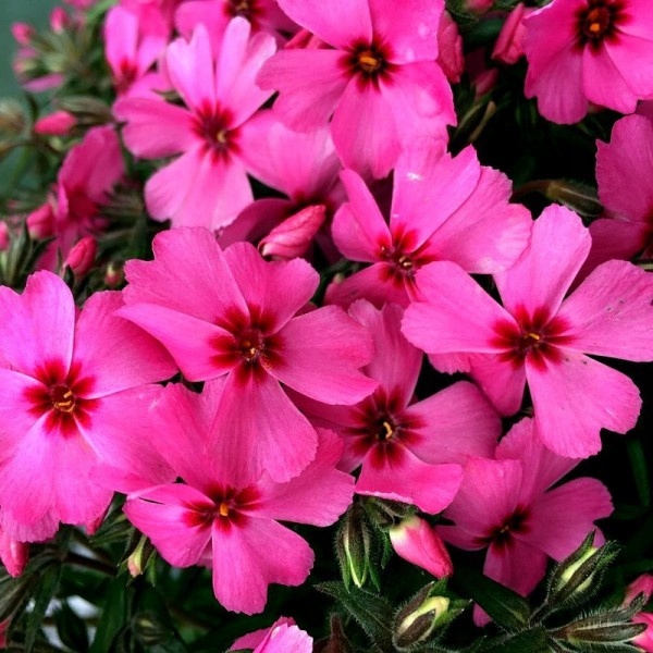 Floks Szydlasty Różowy Sadzonka XXL - 13374370857 - oficjalne archiwum ...