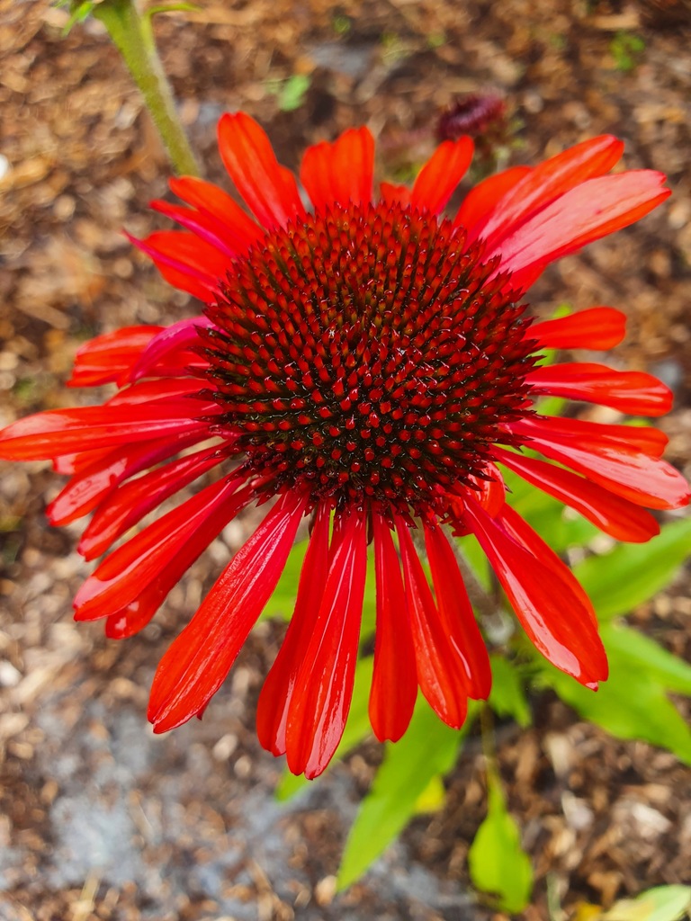 Jeżówka Echinacea SUNSEEKERS ORANGE sadzonka C2 - 12353604140 ...