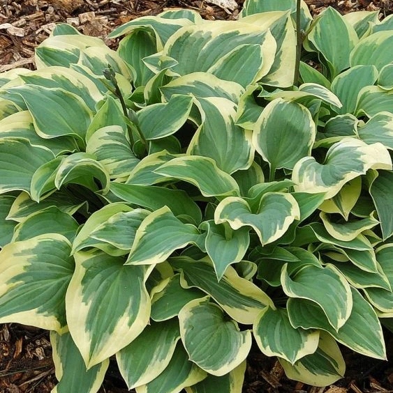 Funkia = HOSTA PILGRIM duża sadzonka DONICZKA - 7488821518 - oficjalne ...