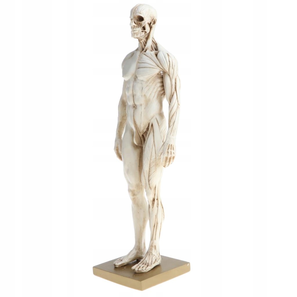 Human Anatomy Figure Anatomical Reference for - 13678052450 - oficjalne ...