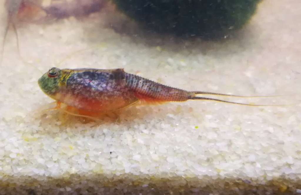 TRIOPS LONGICAUDATUS BLACK + pokarm - 7683440242 - oficjalne archiwum ...