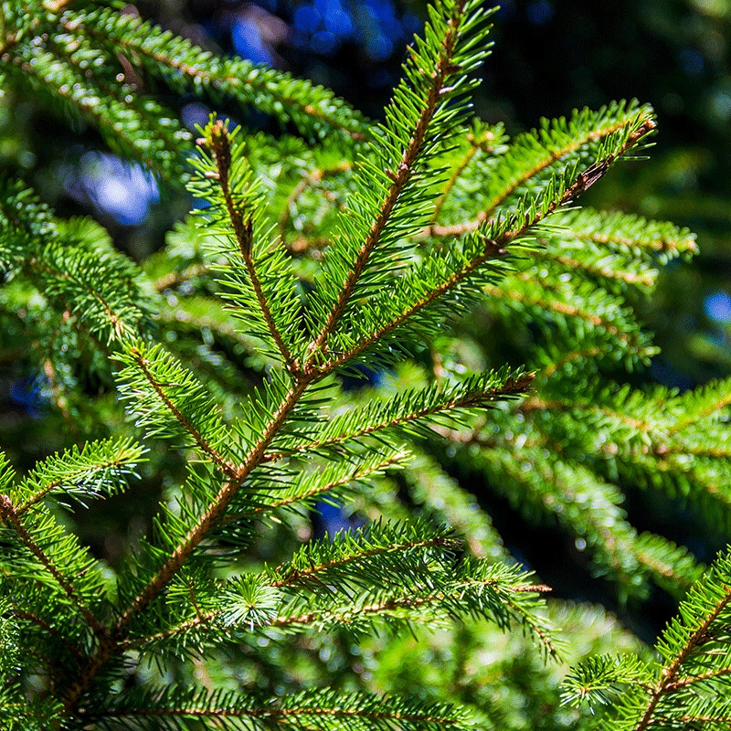 SADZONKA Jodła pospolita DUŻE, WYSOKIE DRZEWO - 11838952128 - oficjalne ...