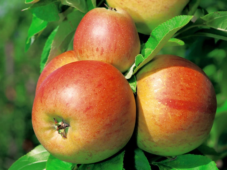 JABŁOŃ ZŁOTA RENETA | DRZEWO OWOCOWE | BALOT - 11716944261 - oficjalne ...