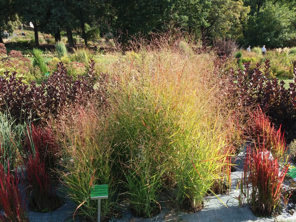 Proso rózgowate 'HANSE HERMS' Panicum virgatum - 12195286123 ...