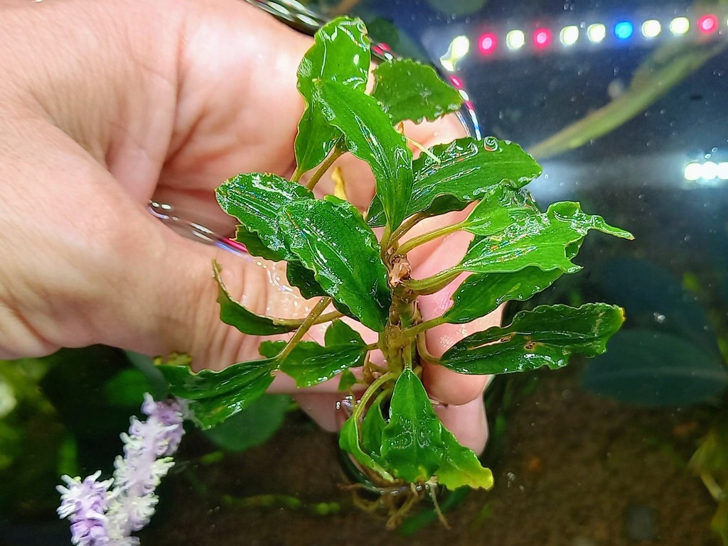 Bucephalandra Melawi - 12316516168 - oficjalne archiwum Allegro