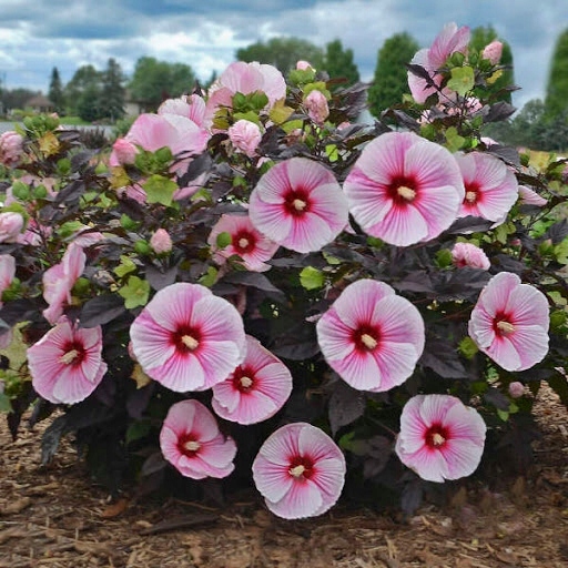 HIBISKUS BYLINOWY STARRY STARRY NIGHT 2L - 13939670212 - oficjalne ...