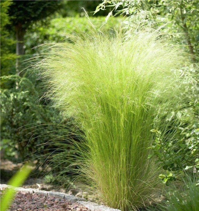 Trawa ostnica włosowata, Stipa capillata - 11676107278 - oficjalne ...