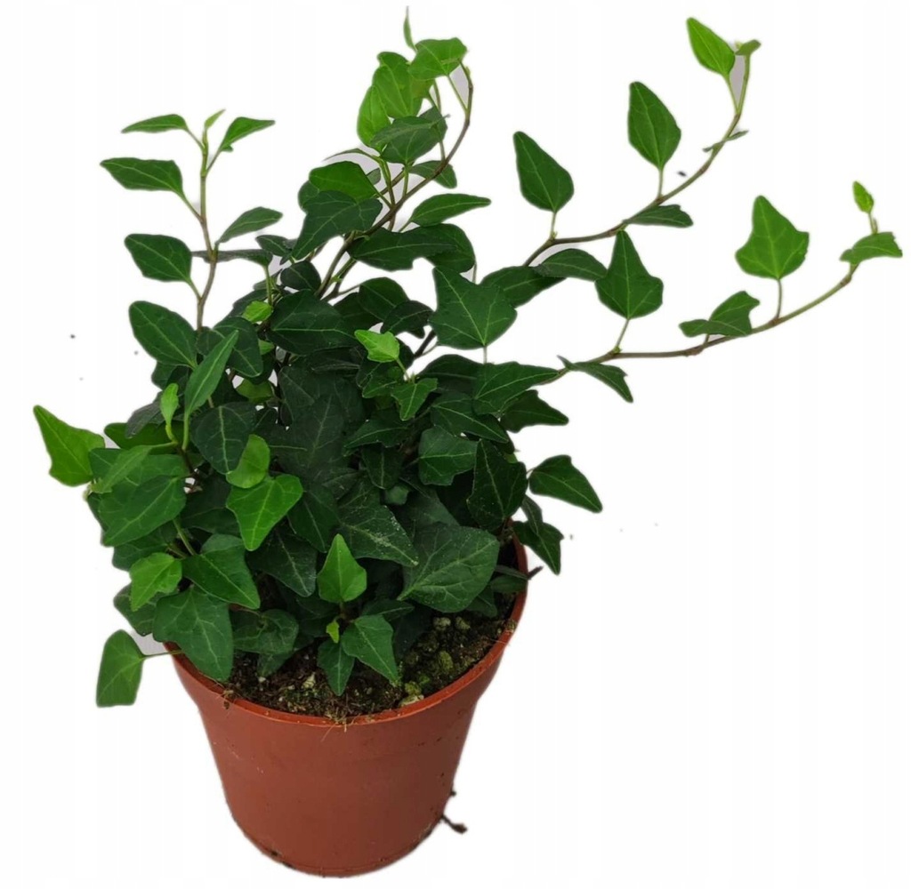 Bluszcz Hedera helix Lady Kay 10 cm - 13573537773 - oficjalne archiwum ...