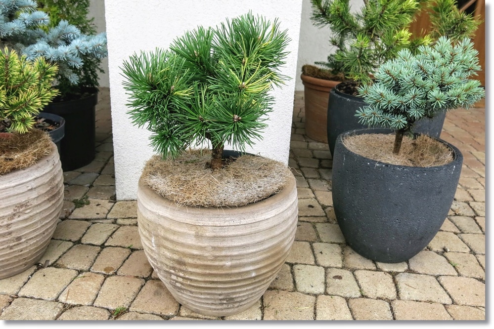 Pinus mugo Albovariegata Panoch - !!! !!! !!! - 12466537849 - oficjalne ...