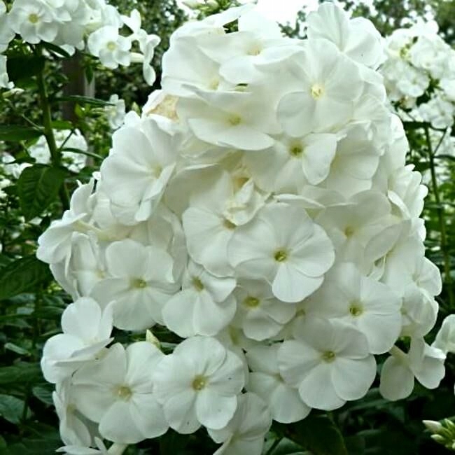 Floks wiechowaty Flame White - 11414833396 - oficjalne archiwum Allegro