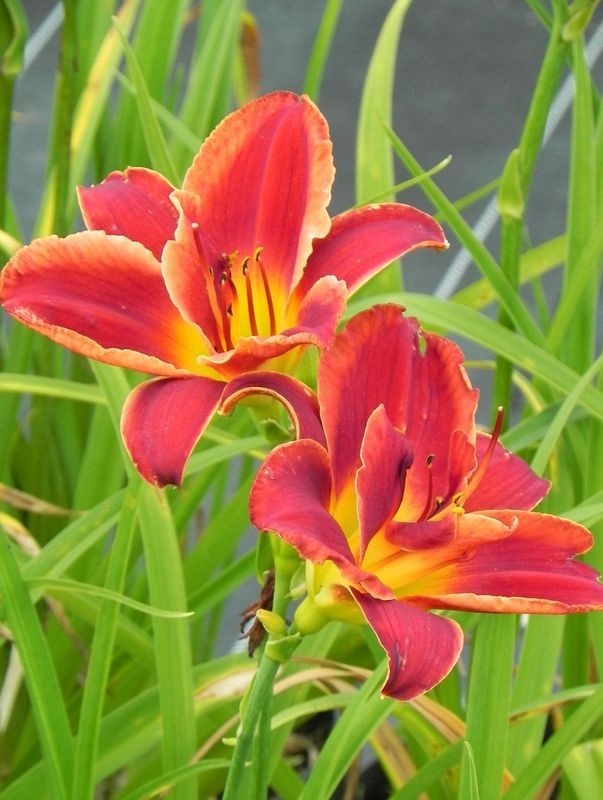 liliowiec ogrodowy Double Firecracker - doniczka 2 - 12378181400 ...