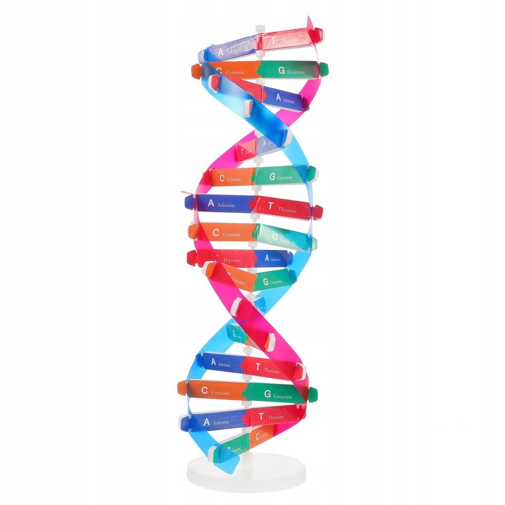 Podwójny model Helix DNA Model Model Instrument - 12251375550 ...
