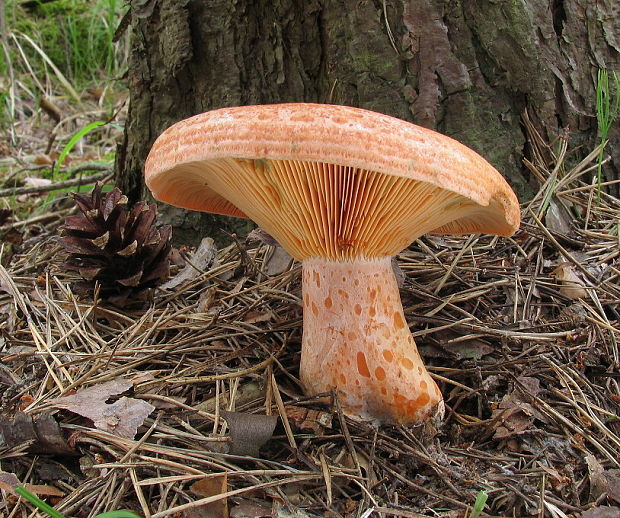 Grzybnia MLECZAJ RYDZ grzyby w ogrodzie RYDZE - 7236549491 - oficjalne ...