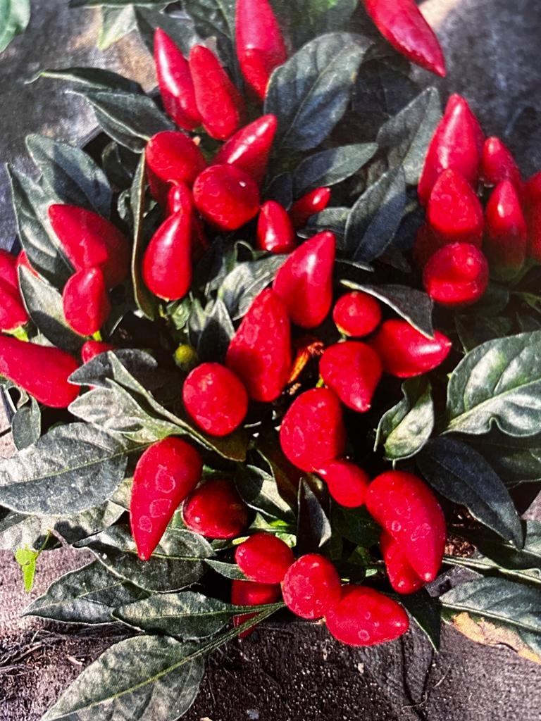 Papryczka mini ostra w doniczce - 16027402979 - oficjalne archiwum Allegro