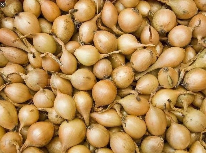 CEBULA DYMKA WOLSKA 8-15mm 500g SADZONKI CEBULEK - 11768967336 ...