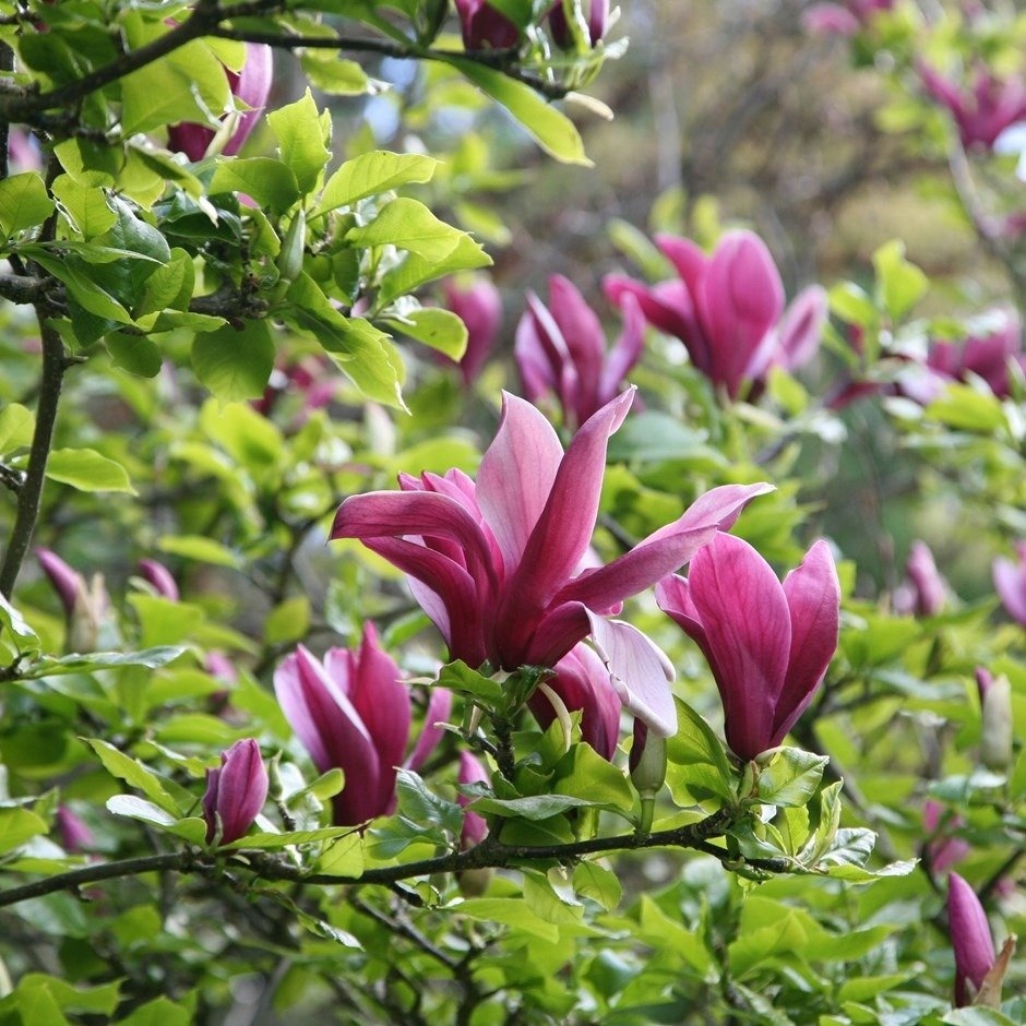Magnolia purpurowa Nigra WOLNO ROSNĄCY KRZEW - 13458496191 - oficjalne ...