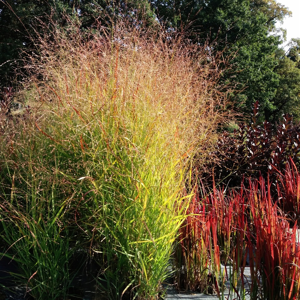 Proso rózgowate 'HANSE HERMS' Panicum virgatum - 12195286123 ...