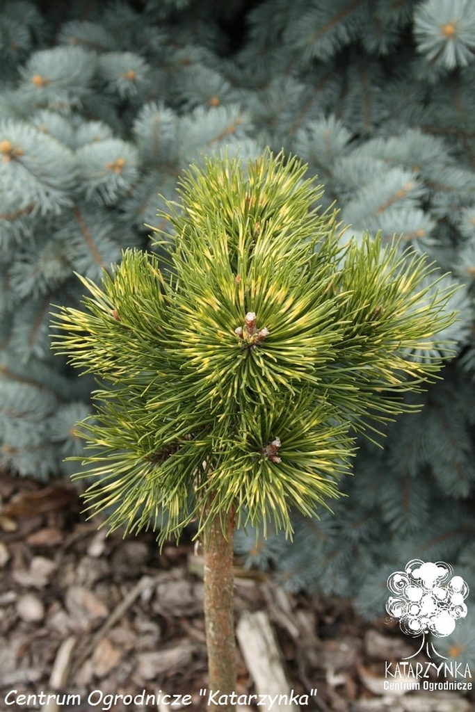 Sosna SUNSHINE szczepiona na pniu PA smocze oczy - 10518659891 ...