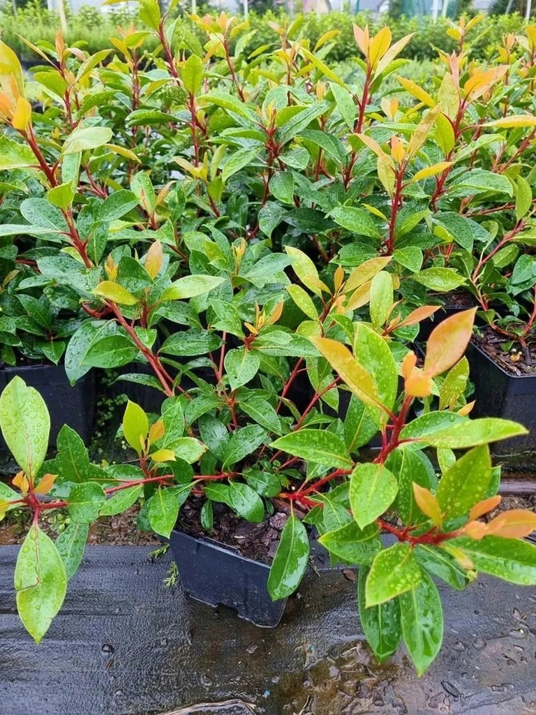 Kalmia szerokolistna ELF białe kwiaty W DONICY - 12084691370 ...