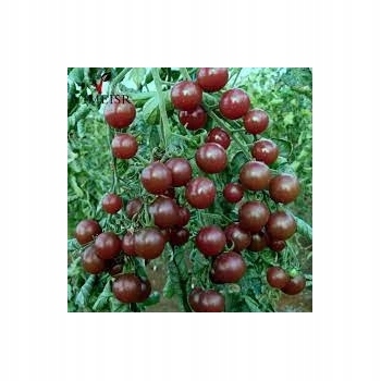 Pomidor koktajlowy - Black Cherry - sadzonka - 13585285483 - oficjalne archiwum Allegro