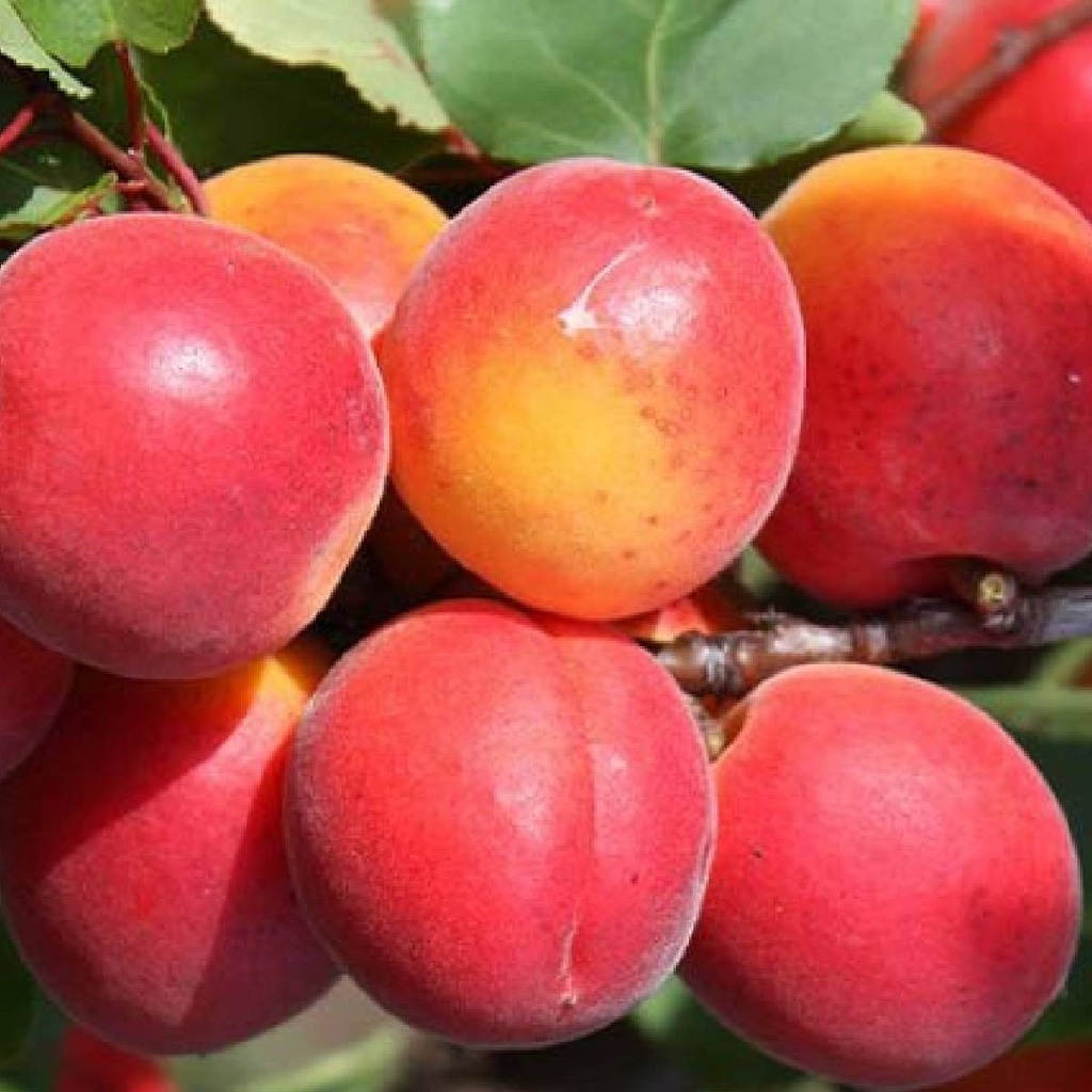 Morela Big Red ODPORNA NA MRÓZ I CHOROBY sadzonka - 12861004404 ...