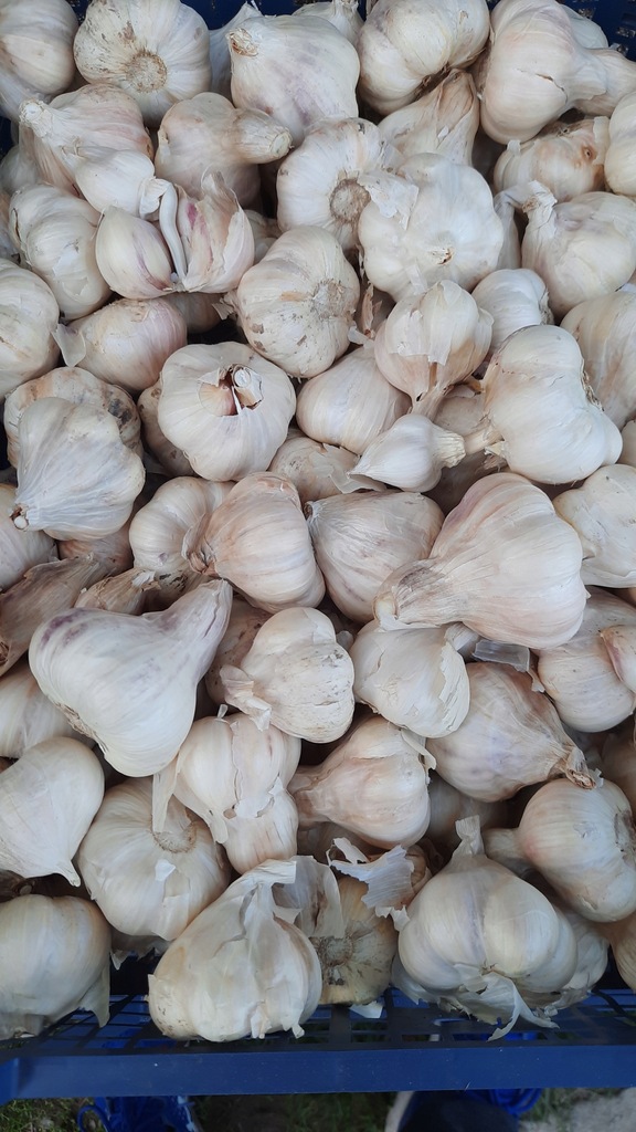 Czosnek polski SZEROKOLISTNY EKO 5 - 6cm 1kg - 12521650186 - oficjalne ...