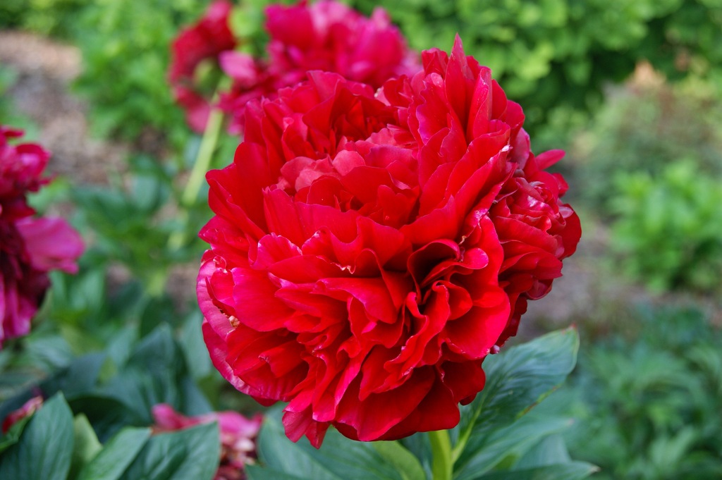 Piwonia Paeonia HENRY BOCKSTOCE wielkie kwiaty - 11252398252 ...