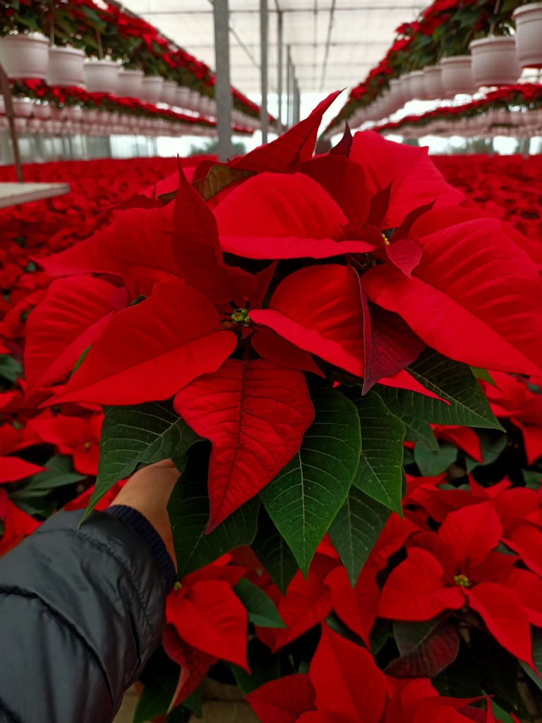 Poinsecja CZERWONA Gwiazda Betlejemska DUŻA - 12854494677 - oficjalne ...