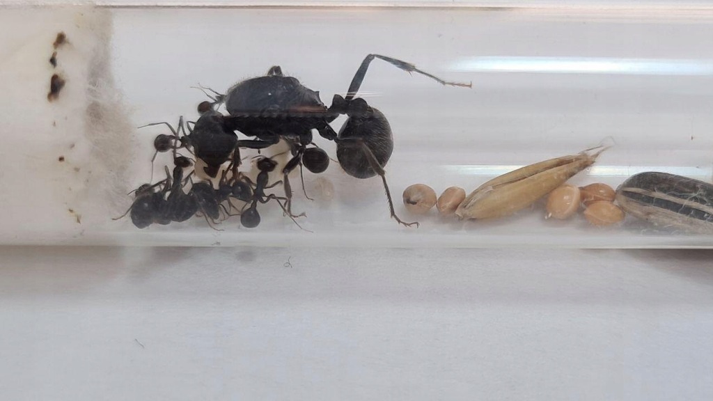 Messor Arenarius Q+5-15 w. Mrówki do Formikarium - 9257618950 ...