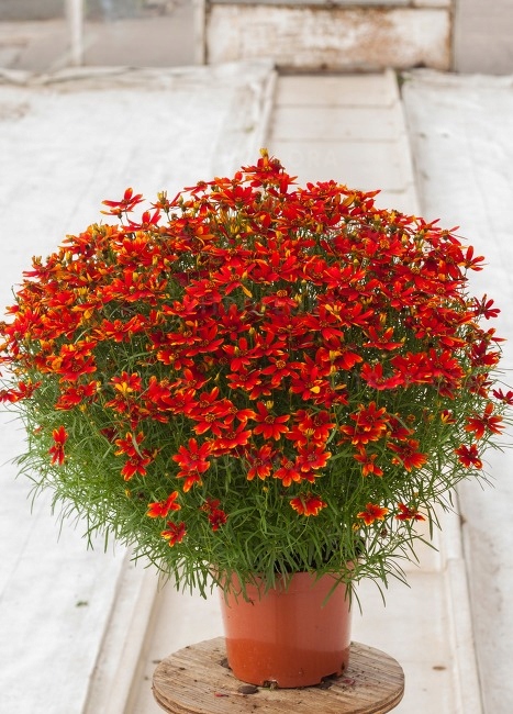 Nachyłek Coreopsis Lady Bird - 13318246369 - oficjalne archiwum Allegro