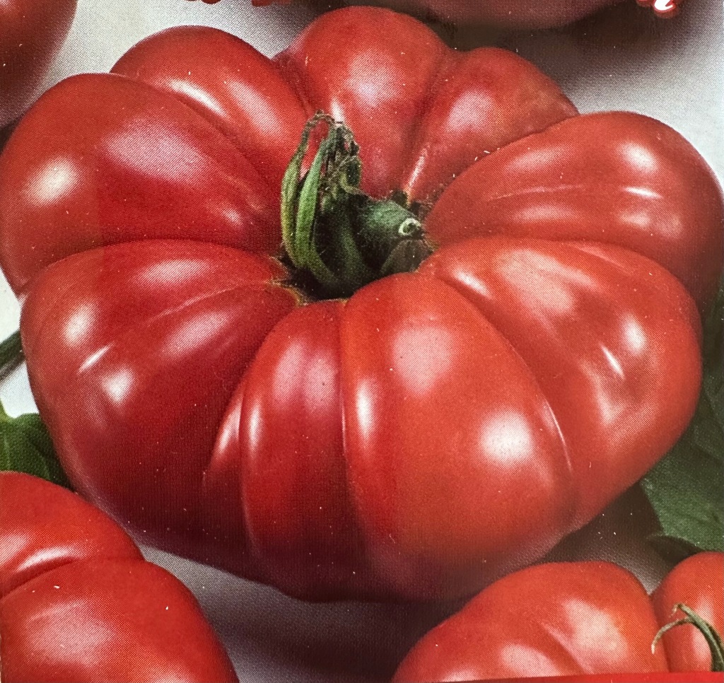 Pomidor COSTOLUTO FIORENTINO 0,2g. - typ WŁOSKI ! - 13099068103 - oficjalne archiwum Allegro