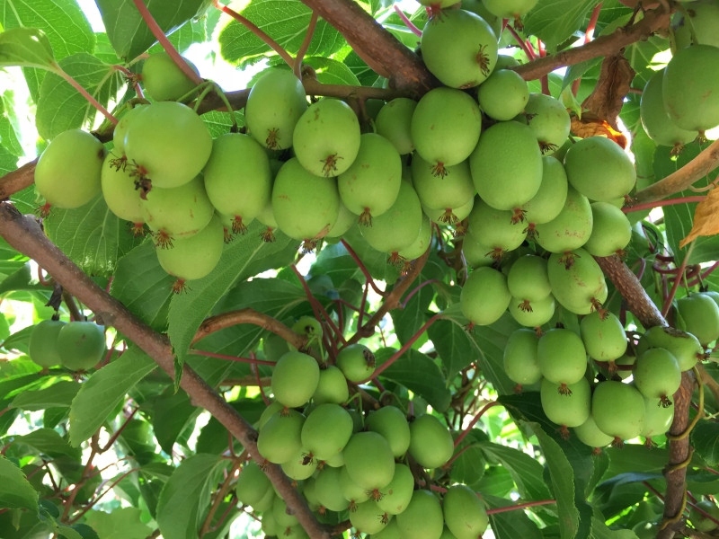 Mini Kiwi JUMBO duże owoce - 12352395188 - oficjalne archiwum Allegro