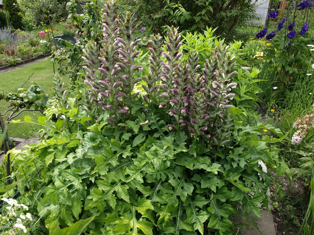 Akant - rzadka bylina ogrodowa 15 dużych nasion - 13407775999 ...