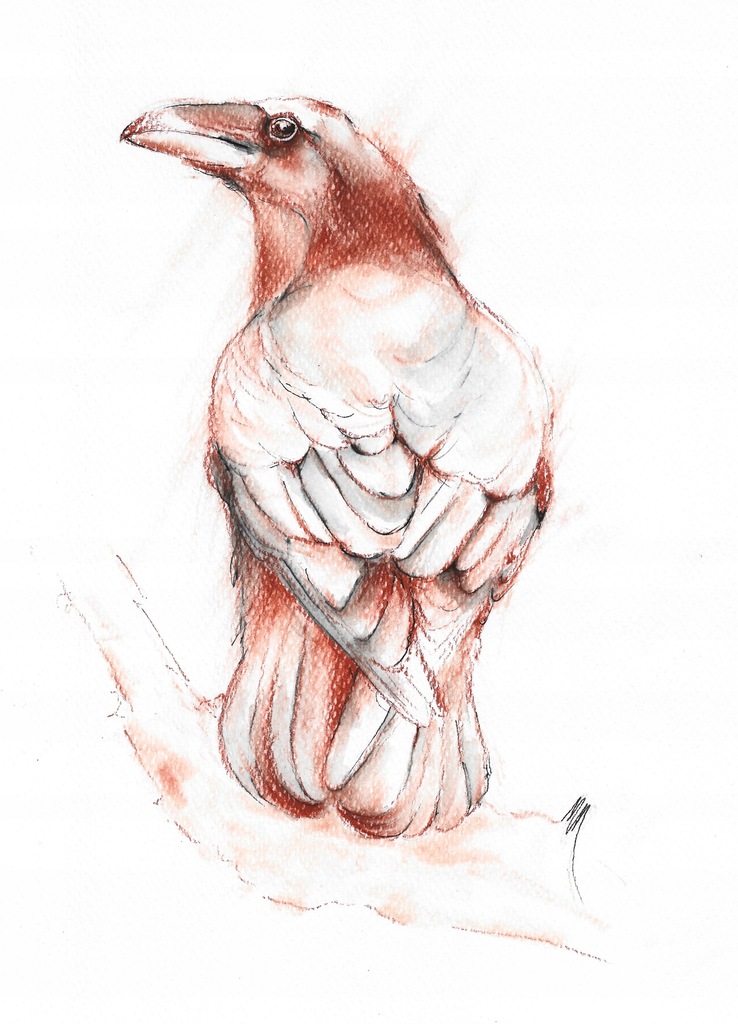 kruk, ptaki, rysunek, oryginał, format A4 - 17079058330 - oficjalne ...