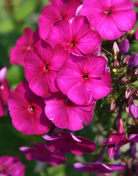 Floks wiechowaty Famous Purple SADZONKA XXL Płomyk miododajny pachnący ...