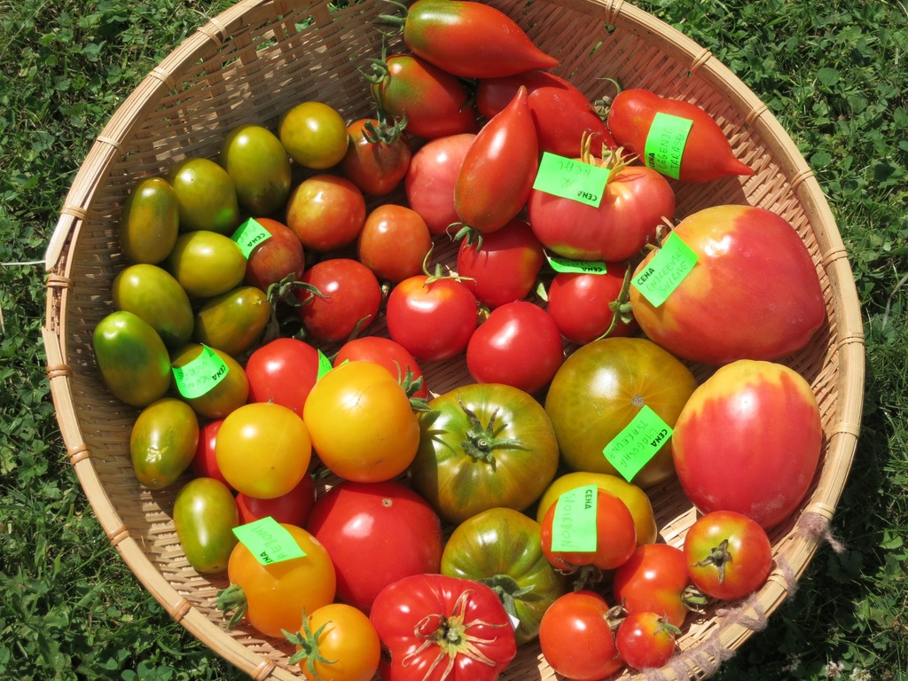 POMIDOR MALINOWY PAPRYKOWY - od mojepomidory - 7107294930 - oficjalne ...