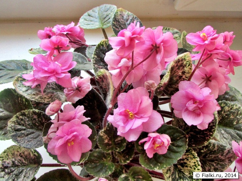 Fiołek afrykański Ellie Gardner - sadzonka - 12686827398 - oficjalne ...