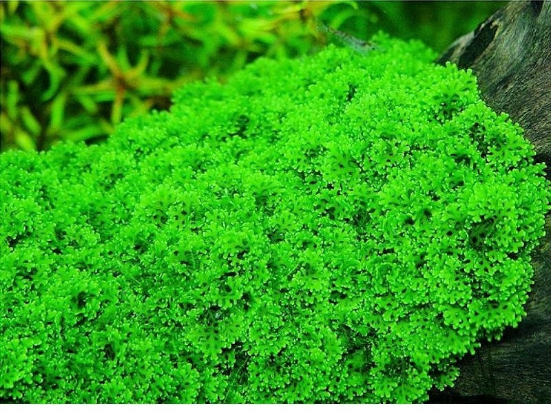 Mini Pelia, mech do akwarium, roślina, rośliny - 9100204026 - oficjalne ...