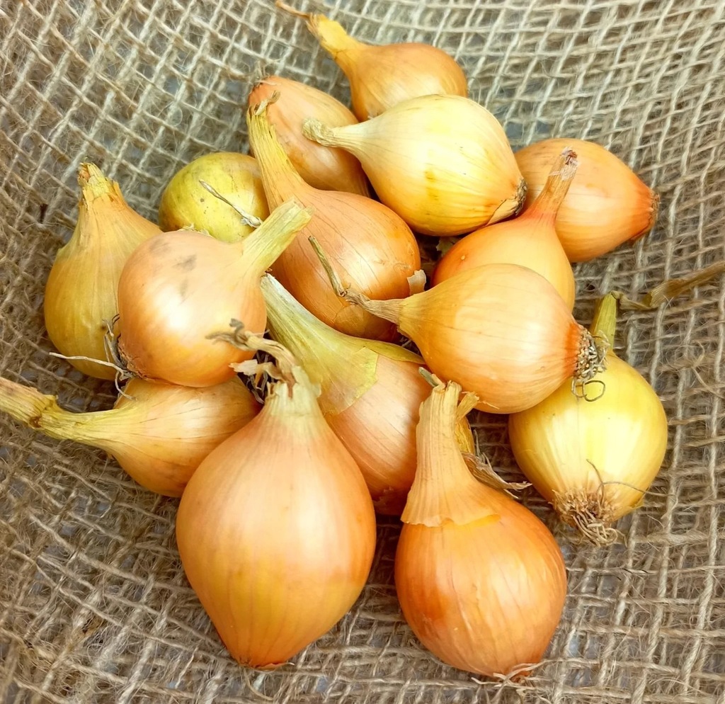 CEBULA DYMKA III WOLSKA ŻÓŁTA DO SADZENIA 0,5KG - 13278670886 ...