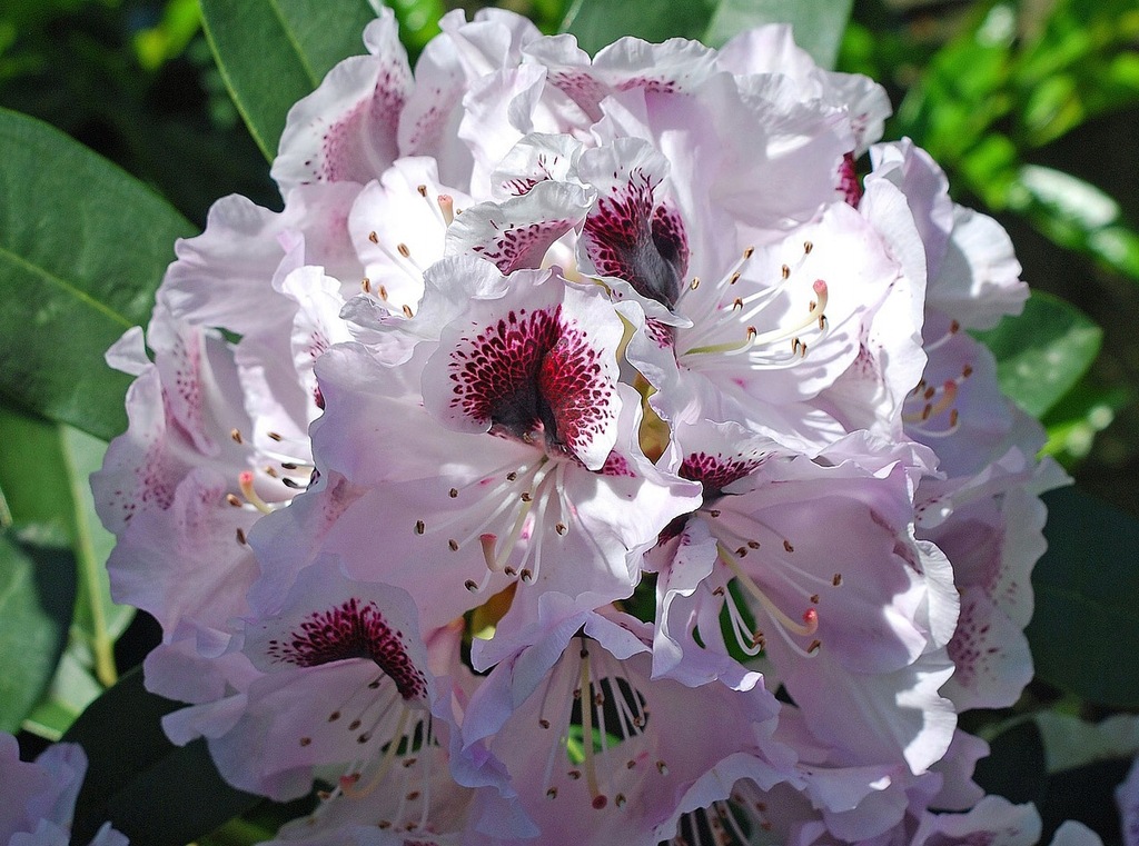 RHODODENDRON CALSAP 40 cm 5litrów PĄKI - 8859485120 - oficjalne ...