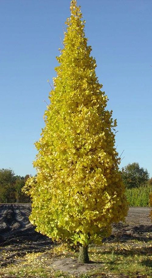 MIŁORZĄB FASTIGIATA kolumnowy - 11184691082 - oficjalne archiwum Allegro